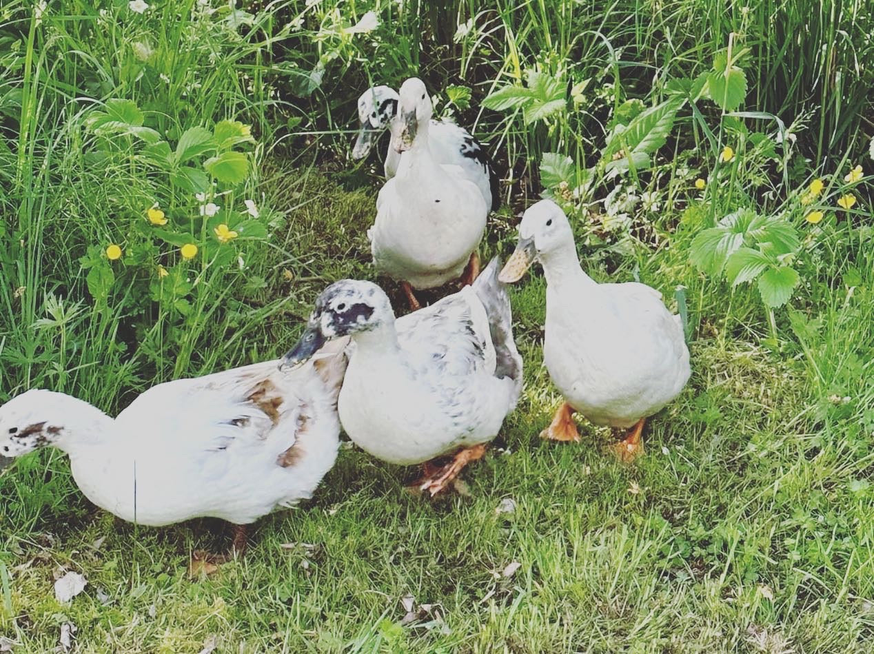 Getting All My Ducks In A Row – Morgans Apothecary