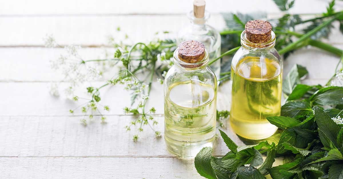 Ravensara vs Ravintsara: how can you tell the difference? – Morgans ...